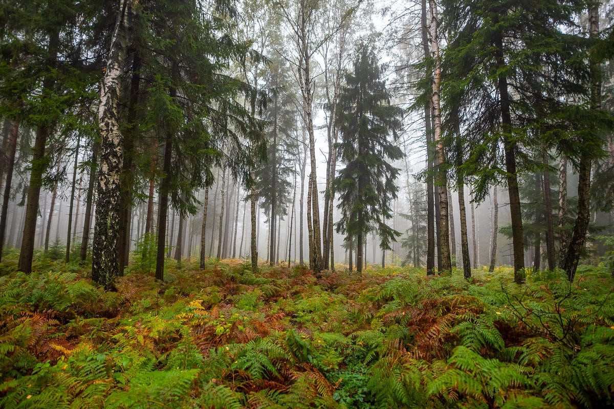 Wem gehört der Wald? - Forst erklärt