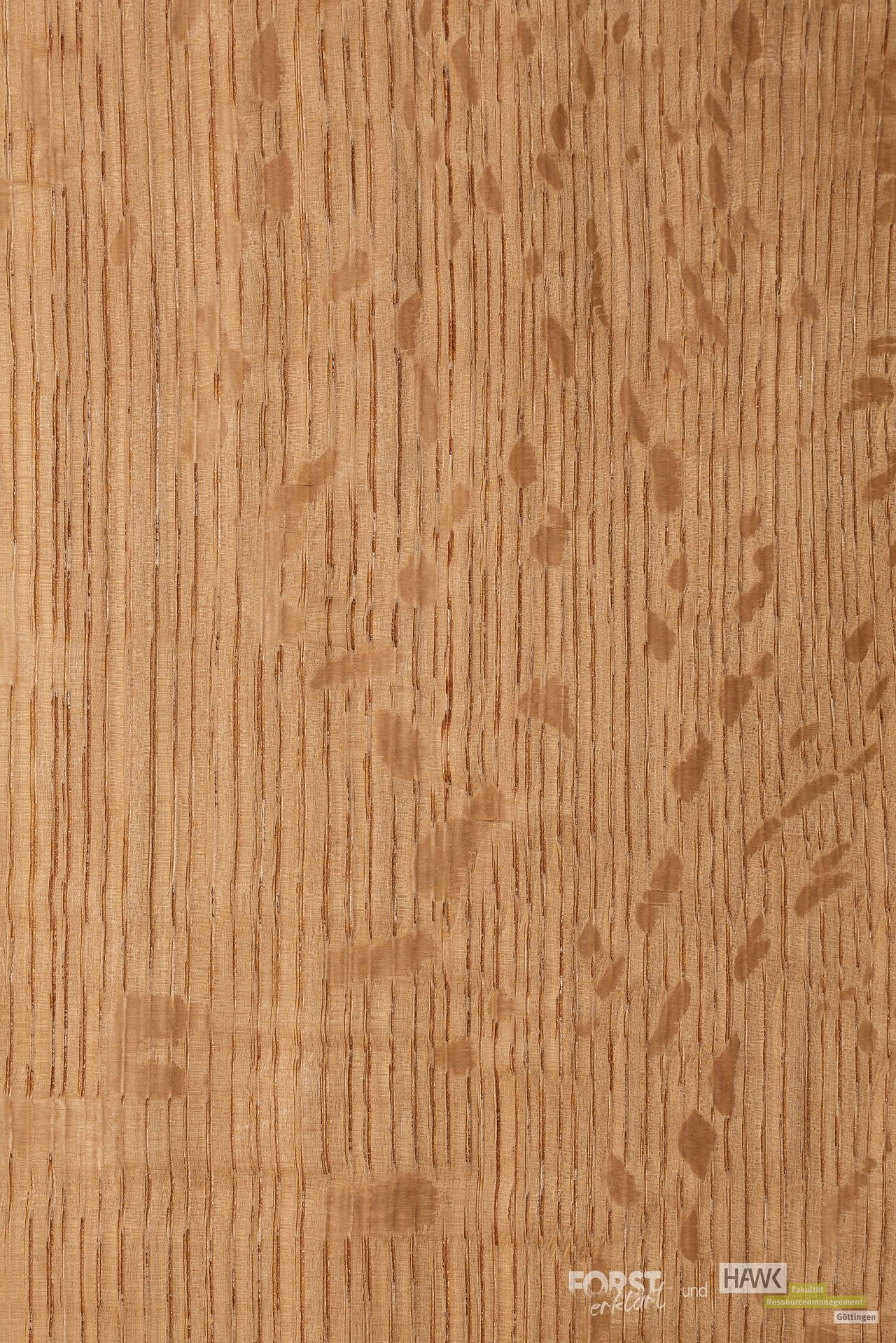 Unsere Bäume - Die Eiche - Forst erklärt