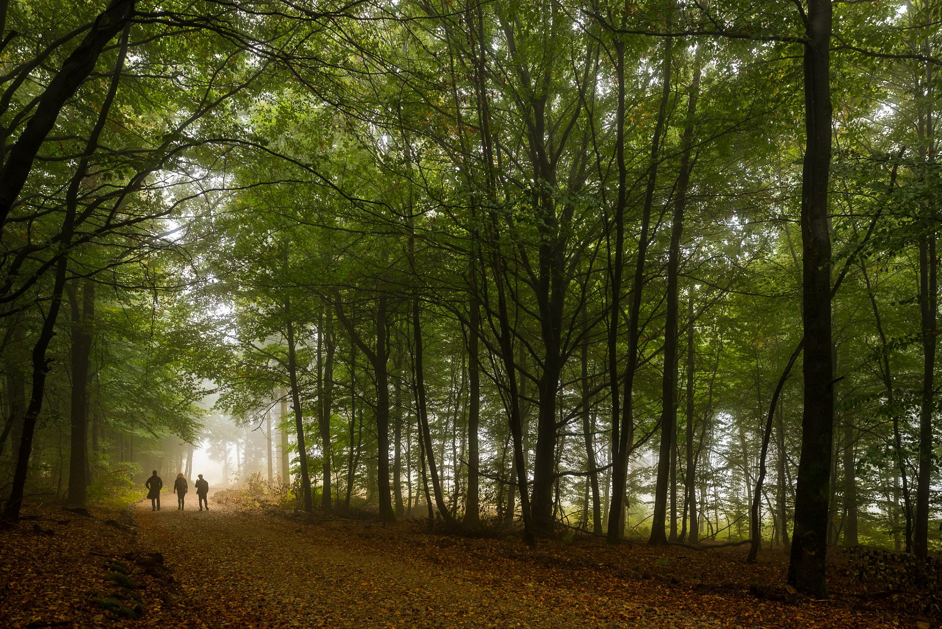 Der Deutsche Wald - Daten, Fakten und Grundlagen zum Forst in ...