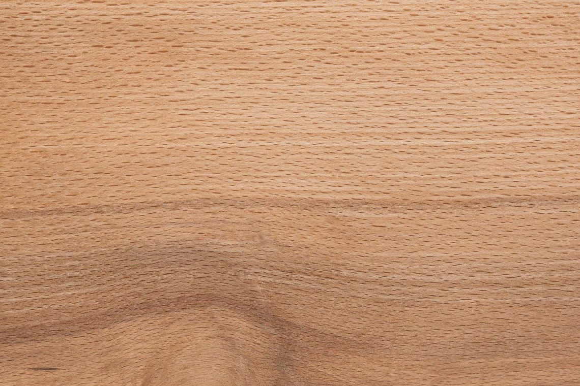 Unsere Bäume – Die Rotbuche (Fagus sylvatica) - Forst erklärt