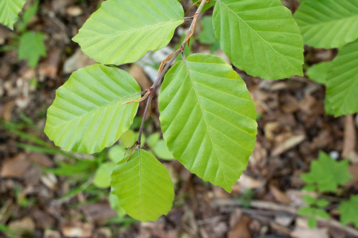 Unsere Bäume – Die Rotbuche (Fagus sylvatica) - Forst erklärt