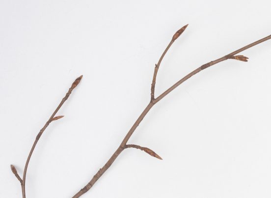 Unsere Bäume – Die Rotbuche (Fagus sylvatica) - Forst erklärt