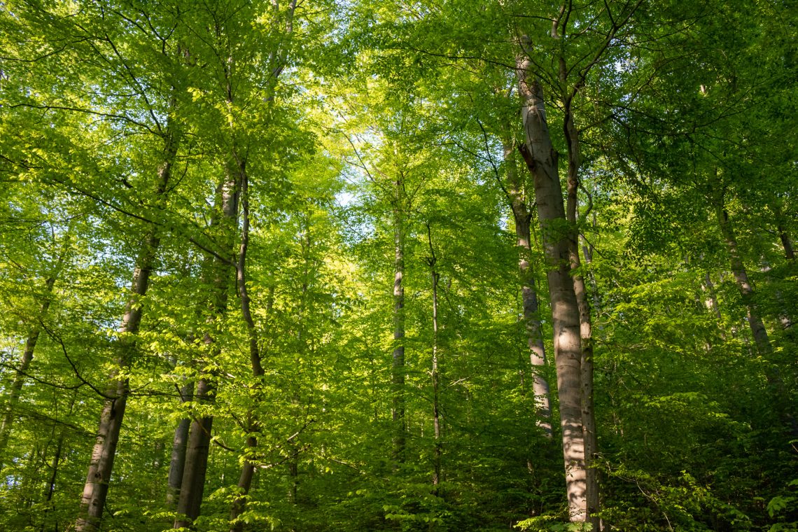 Unsere Bäume – Die Rotbuche (Fagus sylvatica) - Forst erklärt