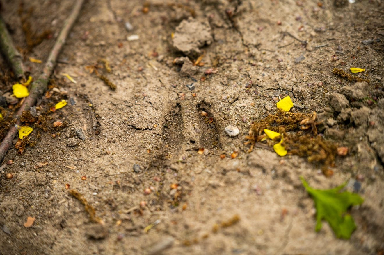Unser Wild: Das Reh - Forst erklärt