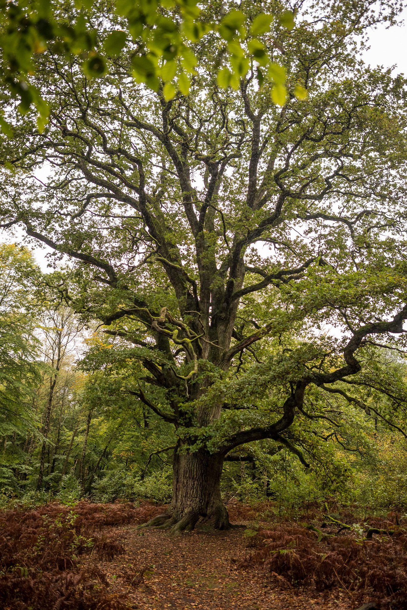 Unsere Bäume - Die Eiche - Forst erklärt