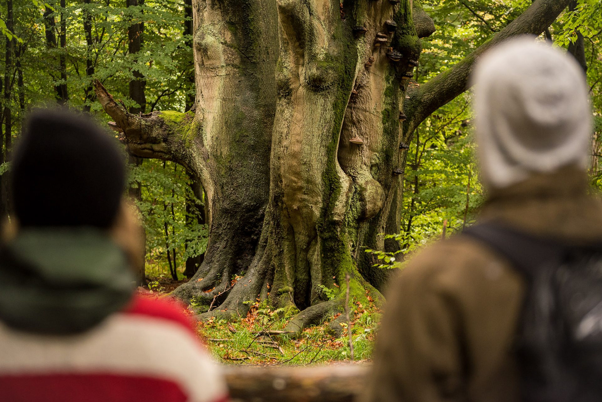 Ausflugstipps: Der Urwald an der Sababurg - Forst erklärt