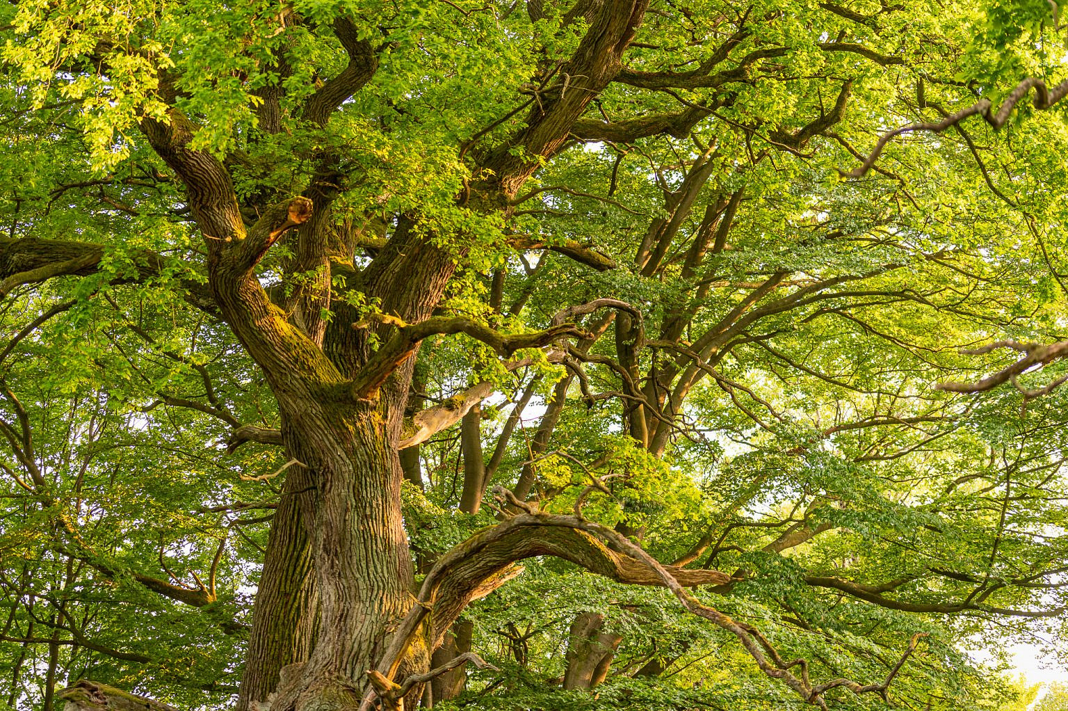 Unsere Bäume - Die Eiche - Forst erklärt