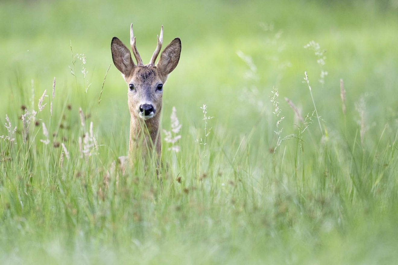Unser Wild: Das Reh - Forst erklärt