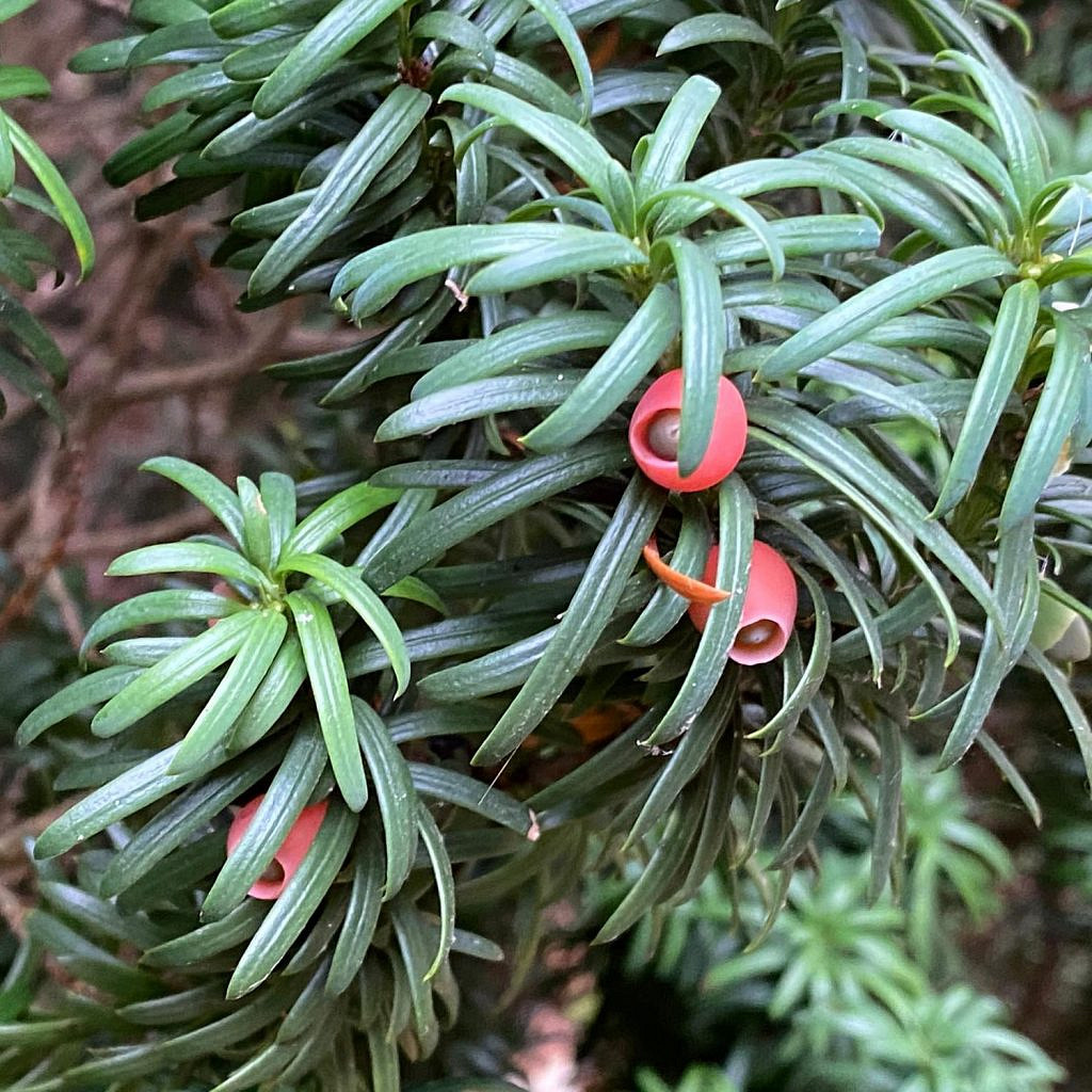 Unsere Bäume - Die Eibe (Taxus baccata) - Forst erklärt