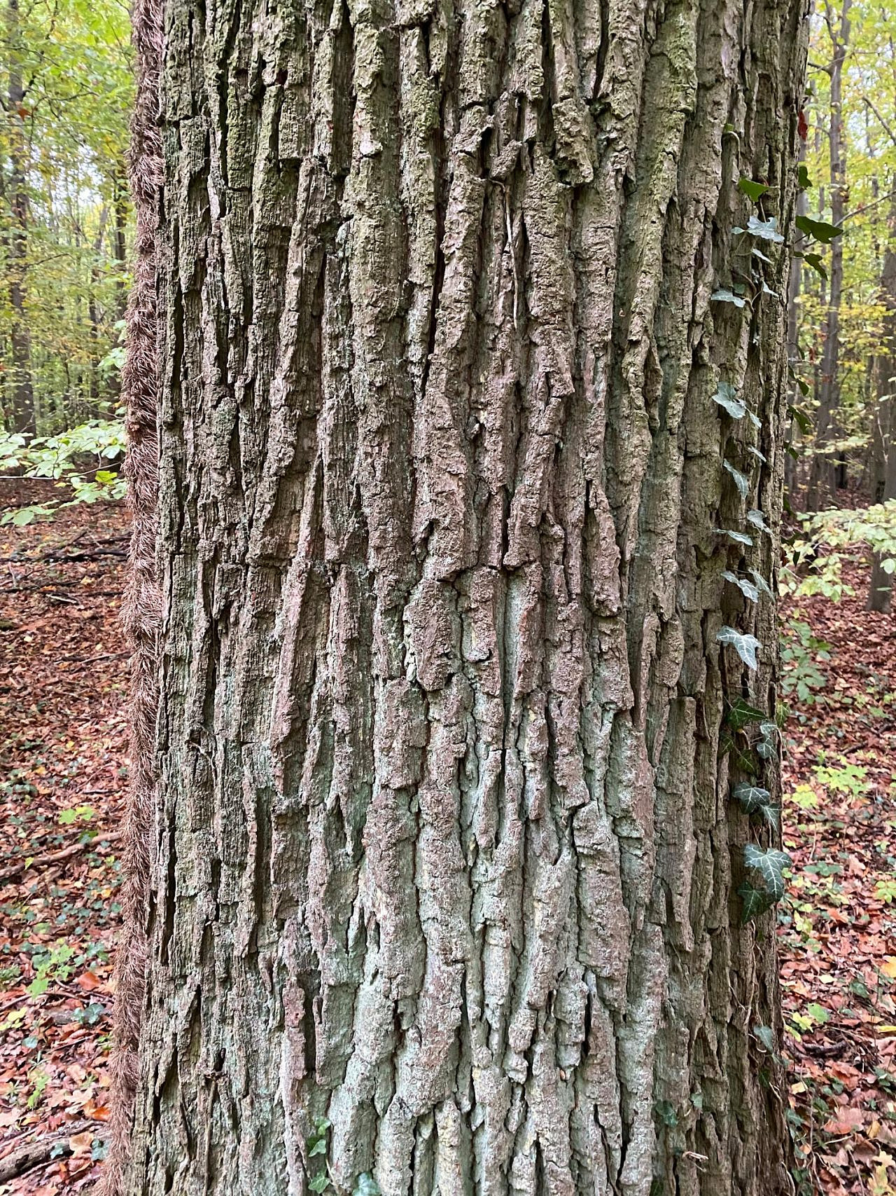 Unsere Bäume - Die Eiche - Forst erklärt