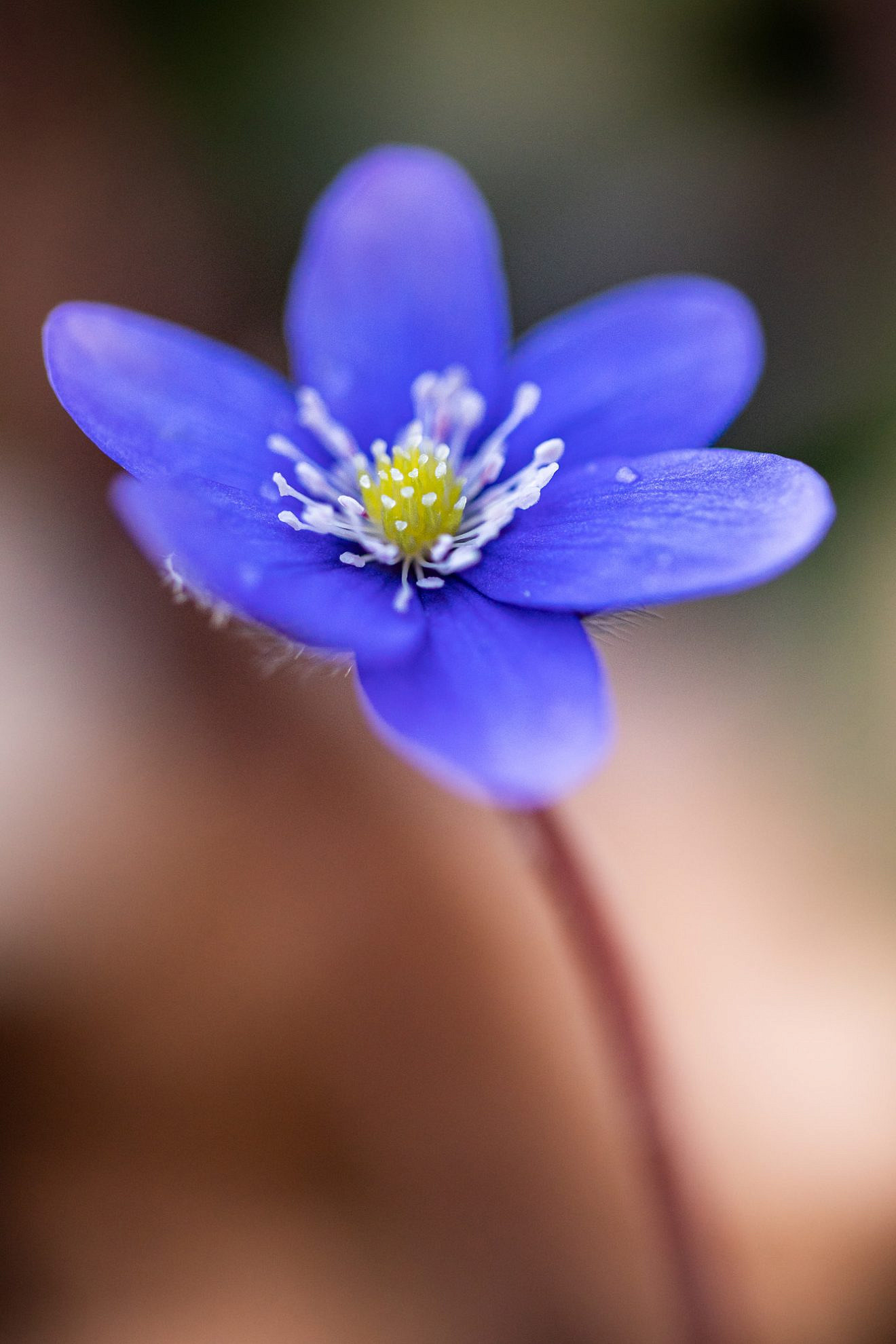 Das Leberblümchen - Forst erklärt