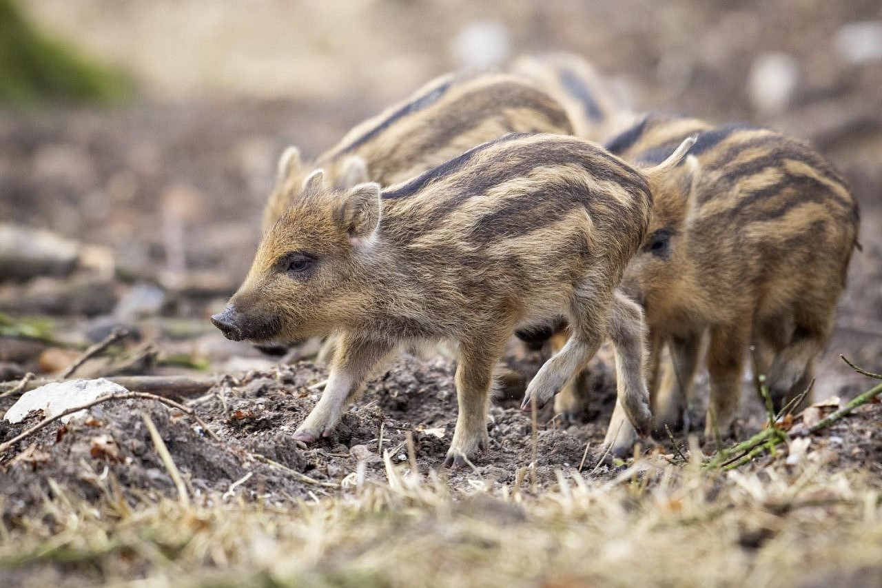 Unser Wild: Das Wildschwein - Forst erklärt