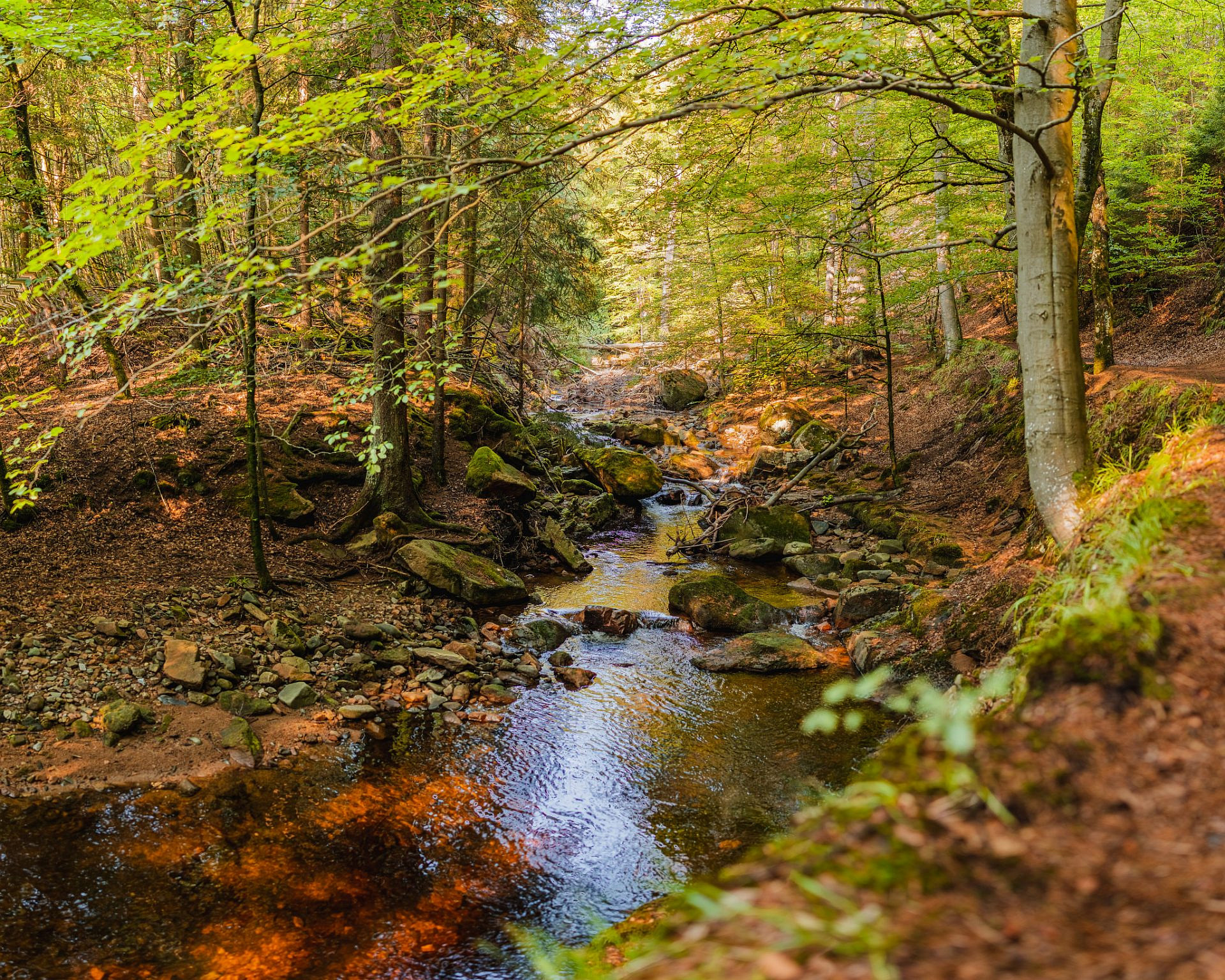 Was der Wald alles kann - die Funktionen des Waldes - Forst erklärt
