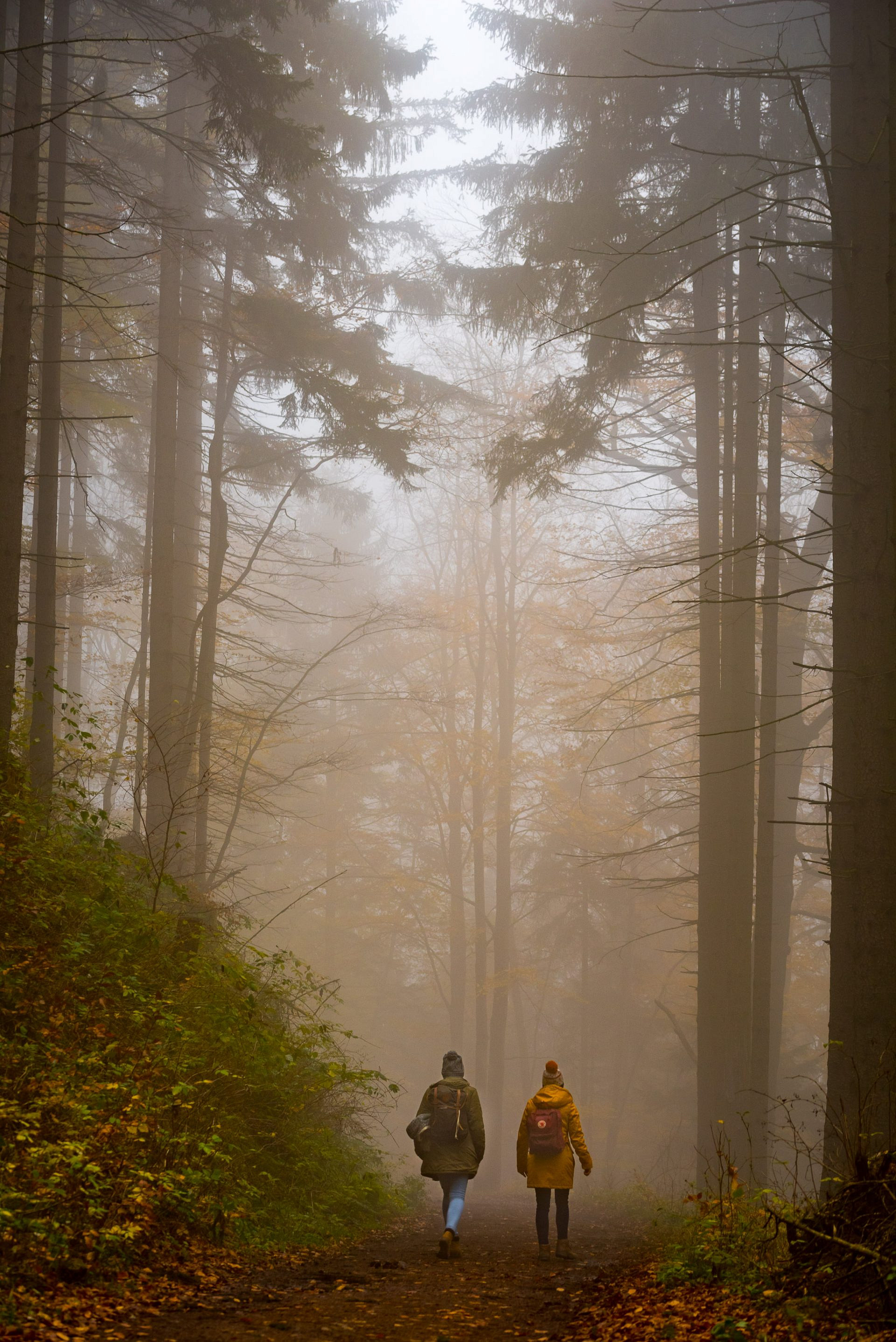 Was der Wald alles kann - die Funktionen des Waldes - Forst erklärt