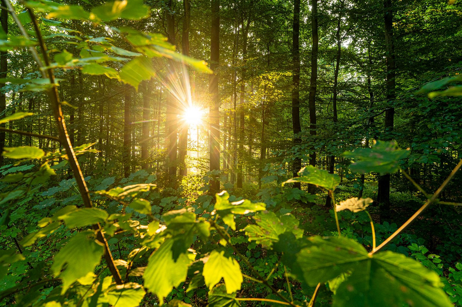 Was der Wald alles kann - die Funktionen des Waldes - Forst erklärt