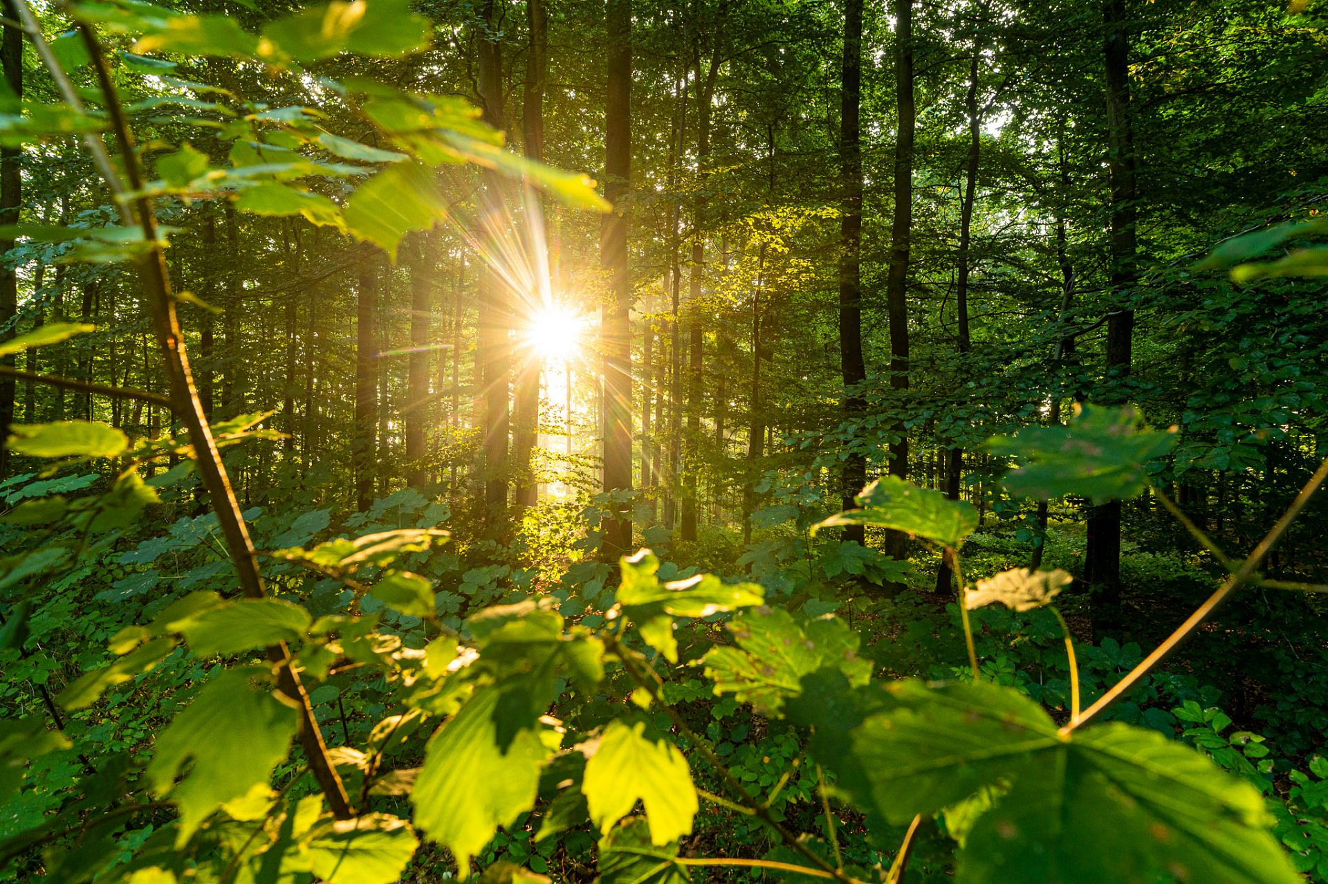 Was der Wald alles kann - die Funktionen des Waldes - Forst erklärt