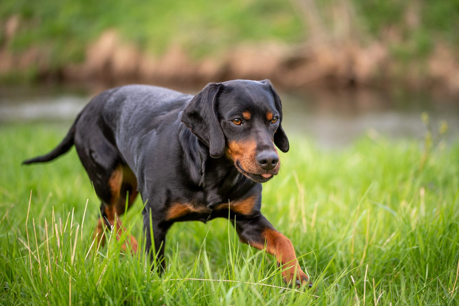 Jagdhunde, denn "Jagd ohne Hund ist Schund" - Forst erklärt