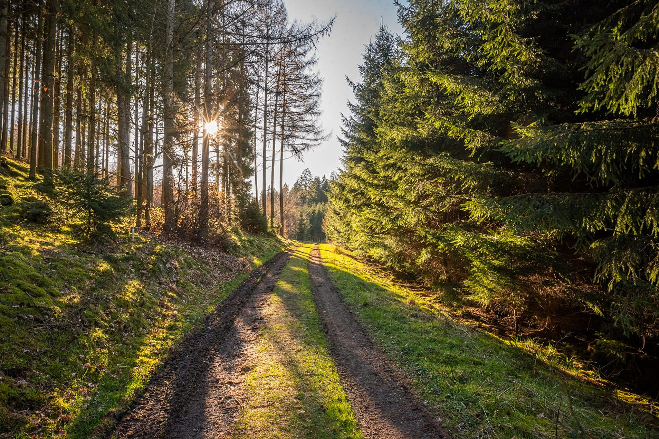 Unsere Bäume - Die Gemeine Fichte - Forst erklärt