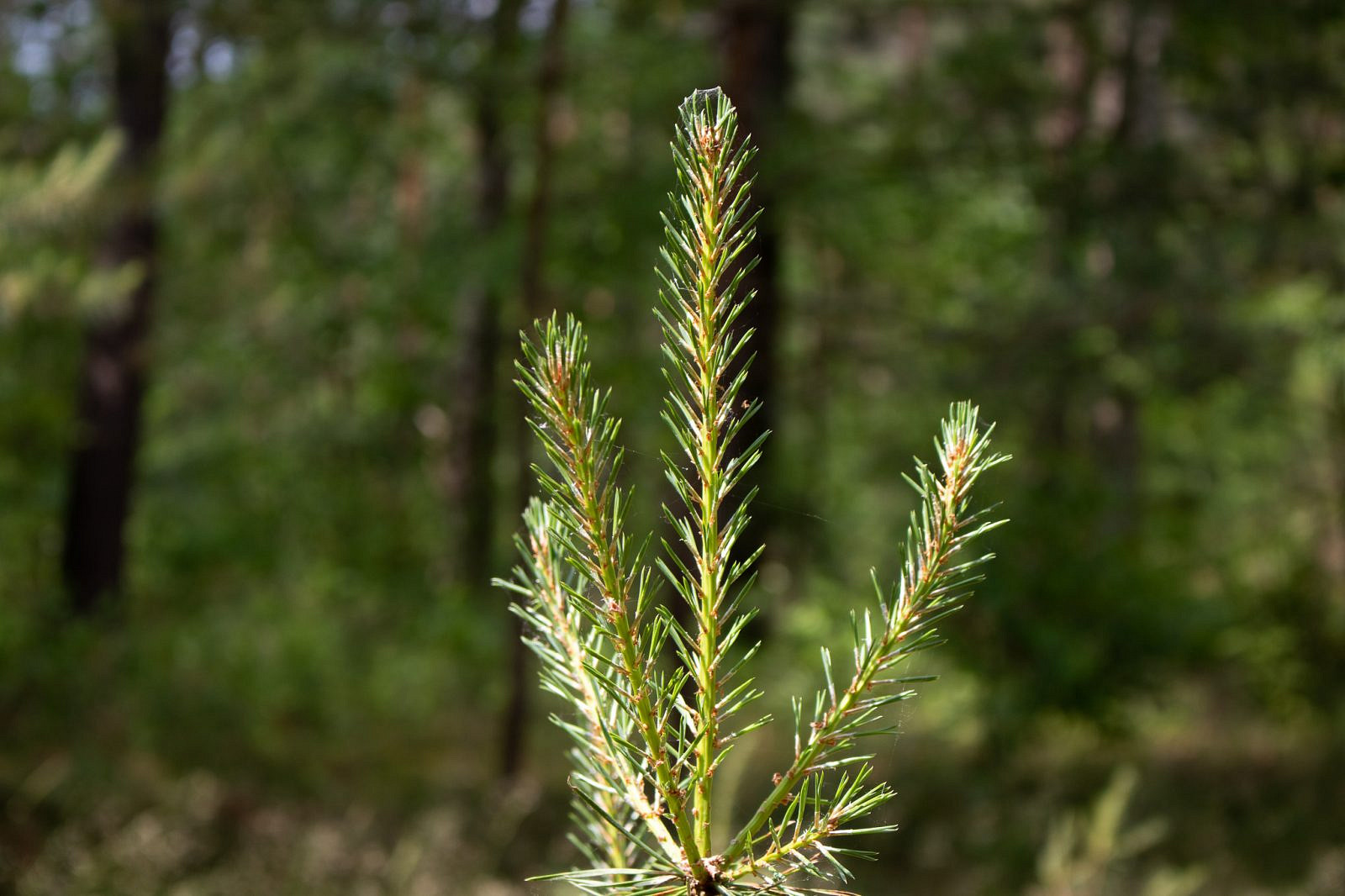 Unsere Bäume – Die Wald-Kiefer (Pinus sylvestris) - Forst erklärt