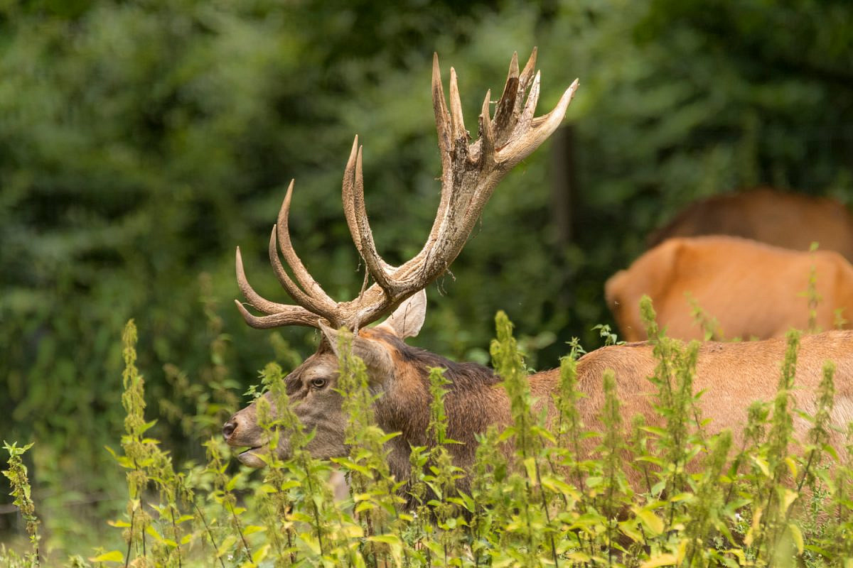 Unser Wild: Das Rotwild - Forst erklärt