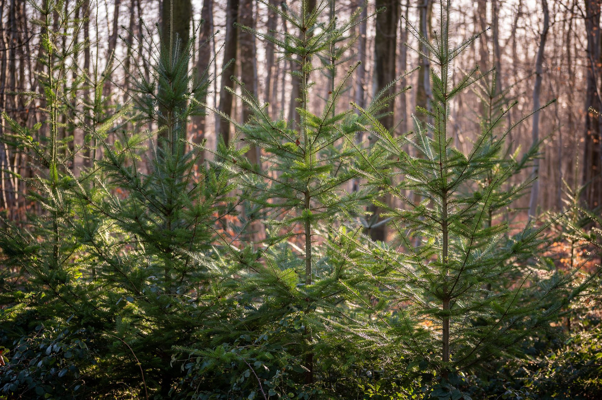 Unsere Bäume - Die Douglasie (Pseudotsuga menziesii) - Forst erklärt