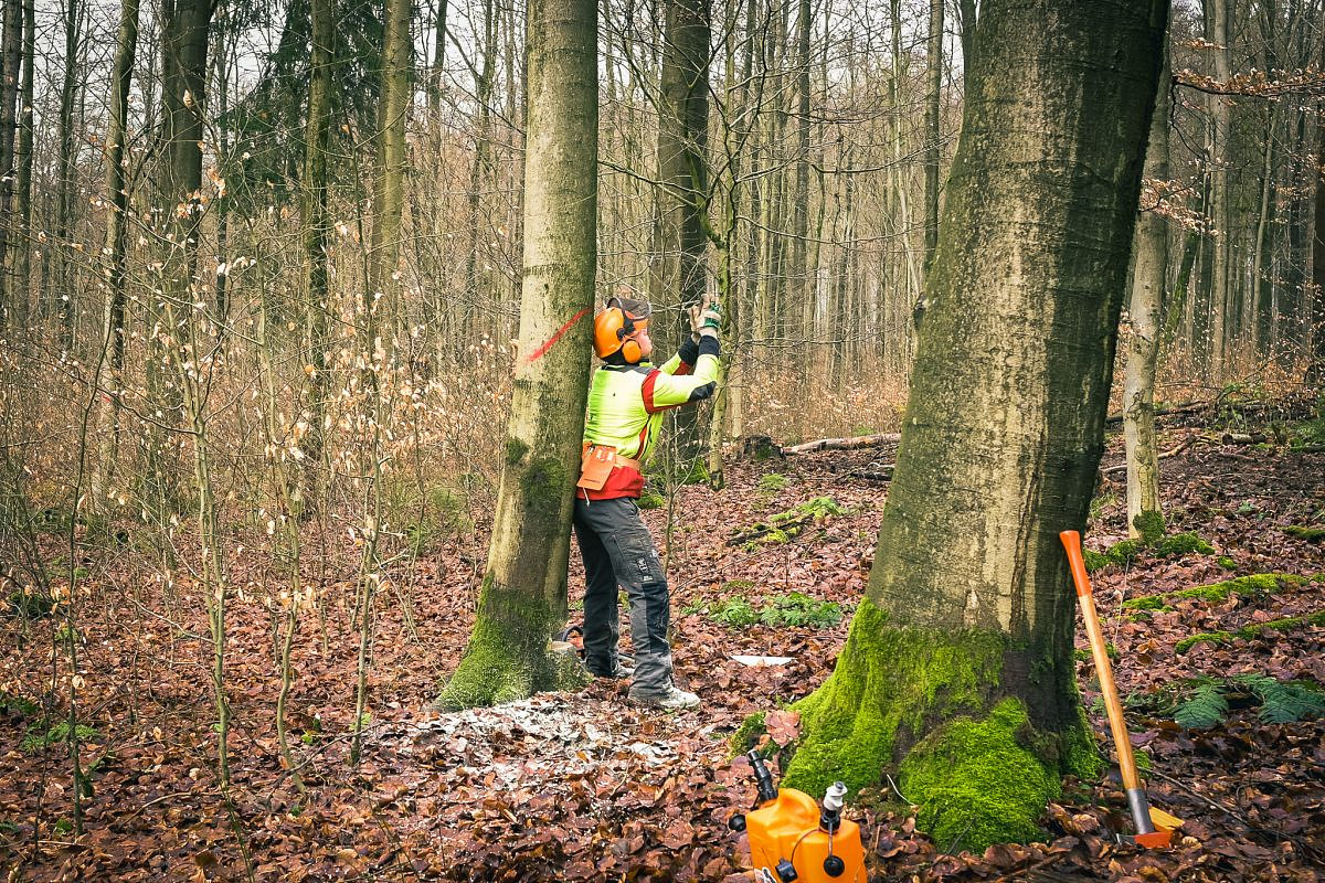 Was ist Forstwirtschaft? Ein Überblick über die Arbeit von Förster ...