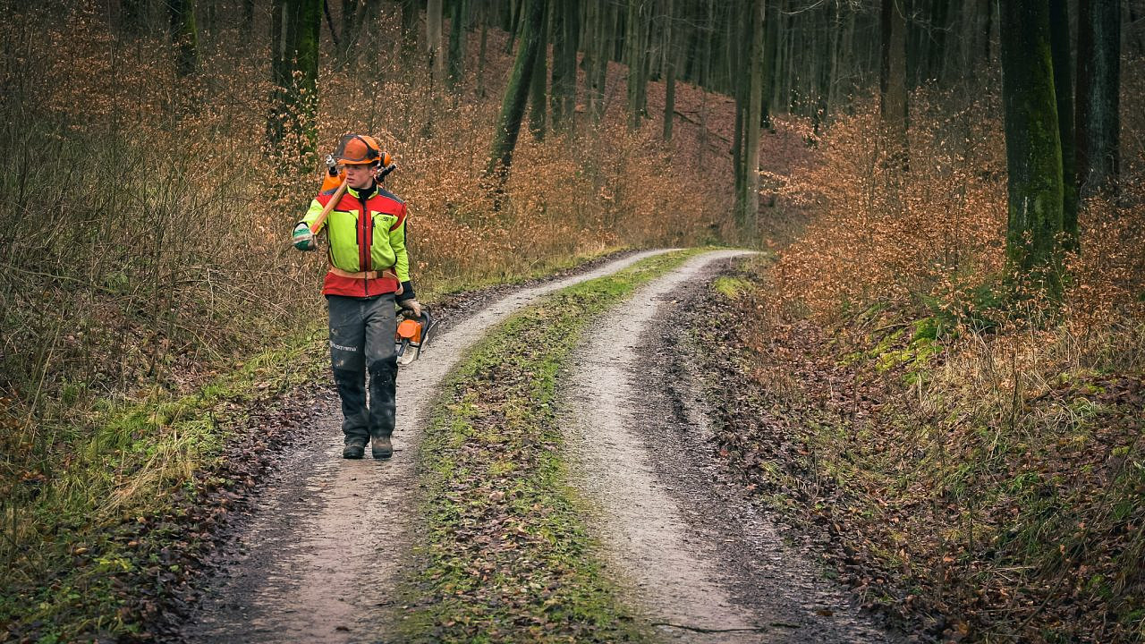 Was ist Forstwirtschaft? Ein Überblick über die Arbeit von Förster ...
