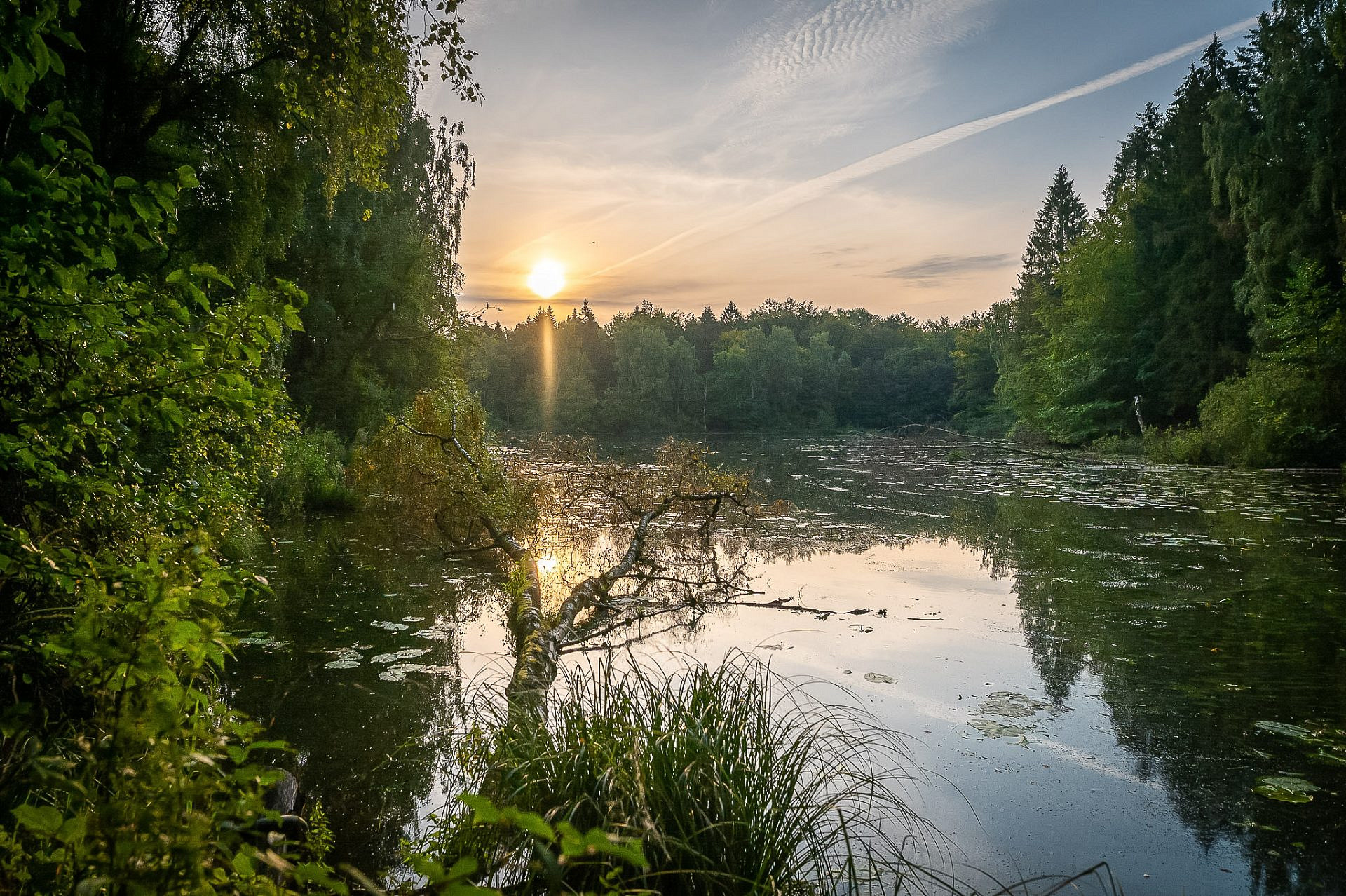 Alles hängt mit allem zusammen - Das Ökosystem Wald - Forst erklärt