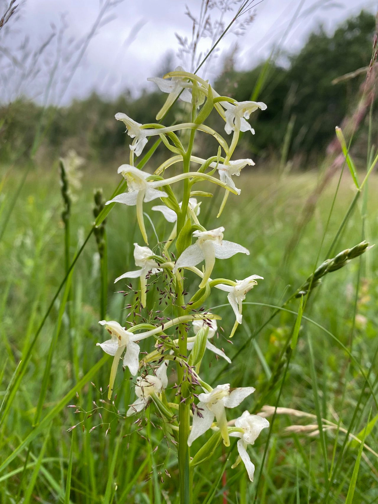 Orchideen - Die Trickbetrüger der Wälder und Wiesen - Forst erklärt