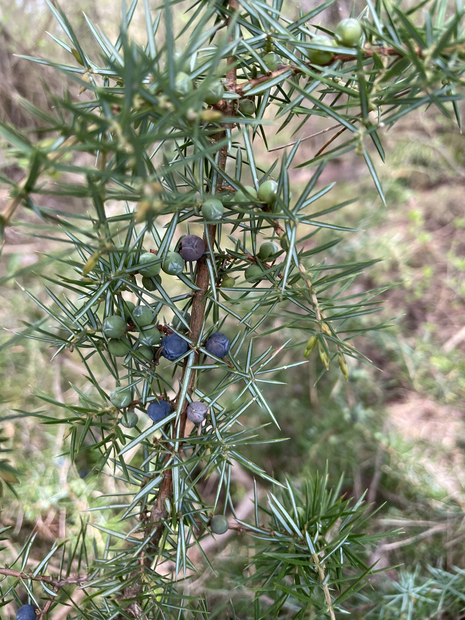 Unsere Sträucher - Gemeiner Wacholder (Juniperus communis) - Forst erklärt