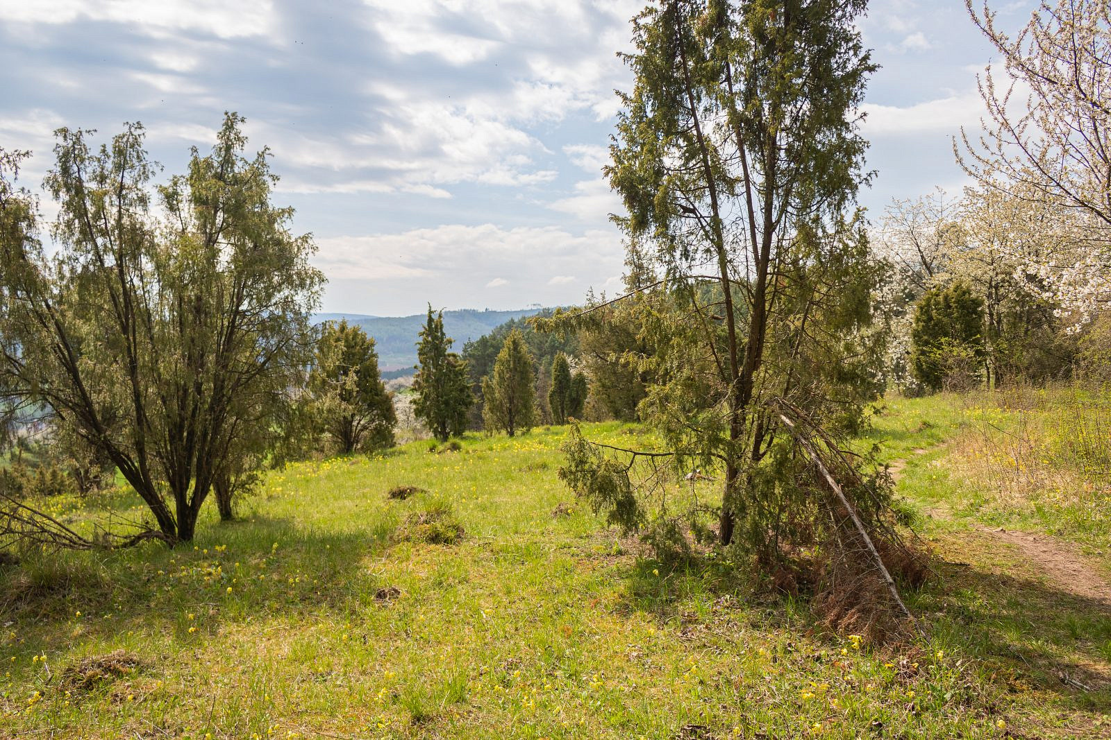 Unsere Sträucher - Gemeiner Wacholder (Juniperus communis) - Forst erklärt