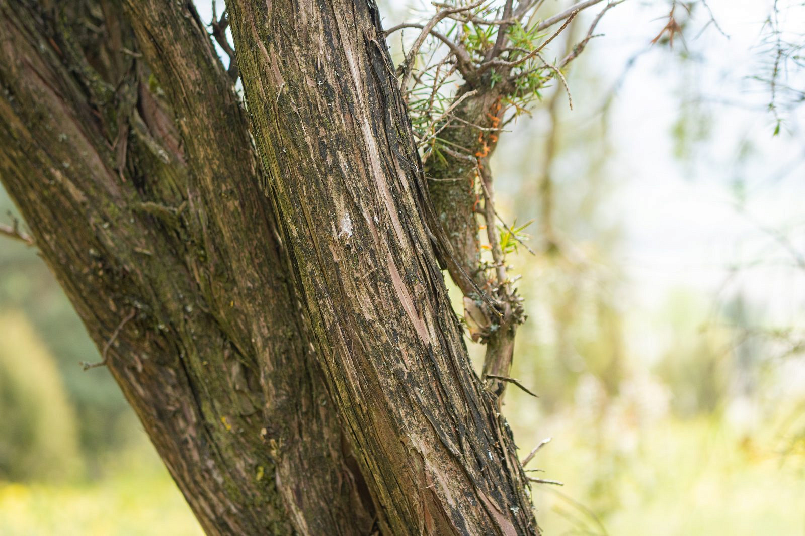 Unsere Sträucher - Gemeiner Wacholder (Juniperus communis) - Forst erklärt