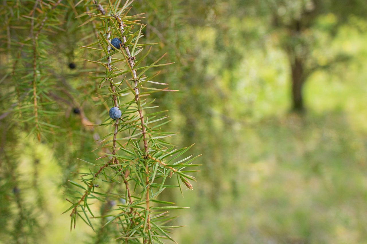 Unsere Sträucher - Gemeiner Wacholder (Juniperus communis) - Forst erklärt