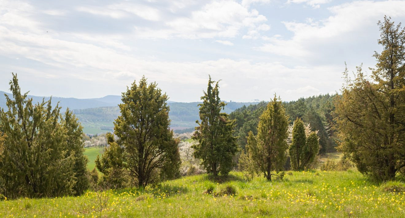 Unsere Sträucher - Gemeiner Wacholder (Juniperus communis) - Forst erklärt