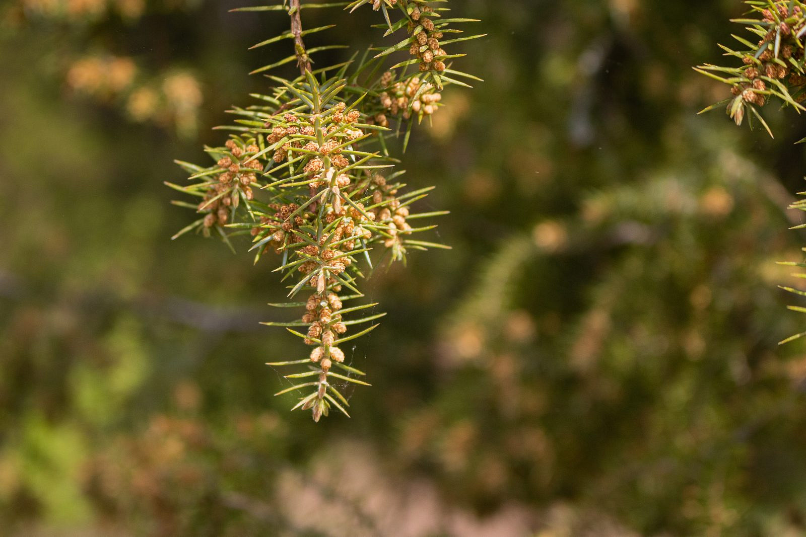 Unsere Sträucher - Gemeiner Wacholder (Juniperus communis) - Forst erklärt