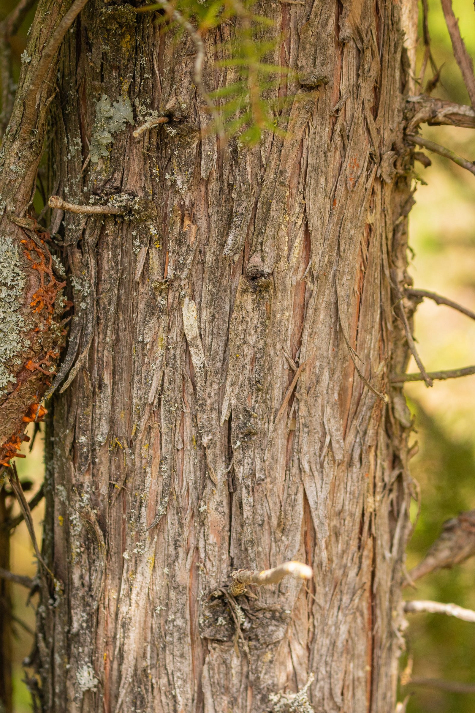 Unsere Sträucher - Gemeiner Wacholder (Juniperus communis) - Forst erklärt
