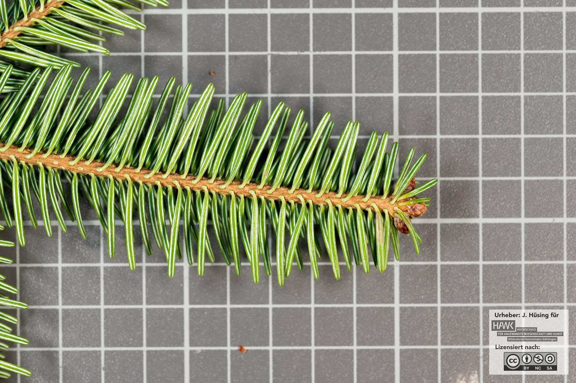 Unsere Bäume - Die Weißtanne (Abies alba) - Forst erklärt