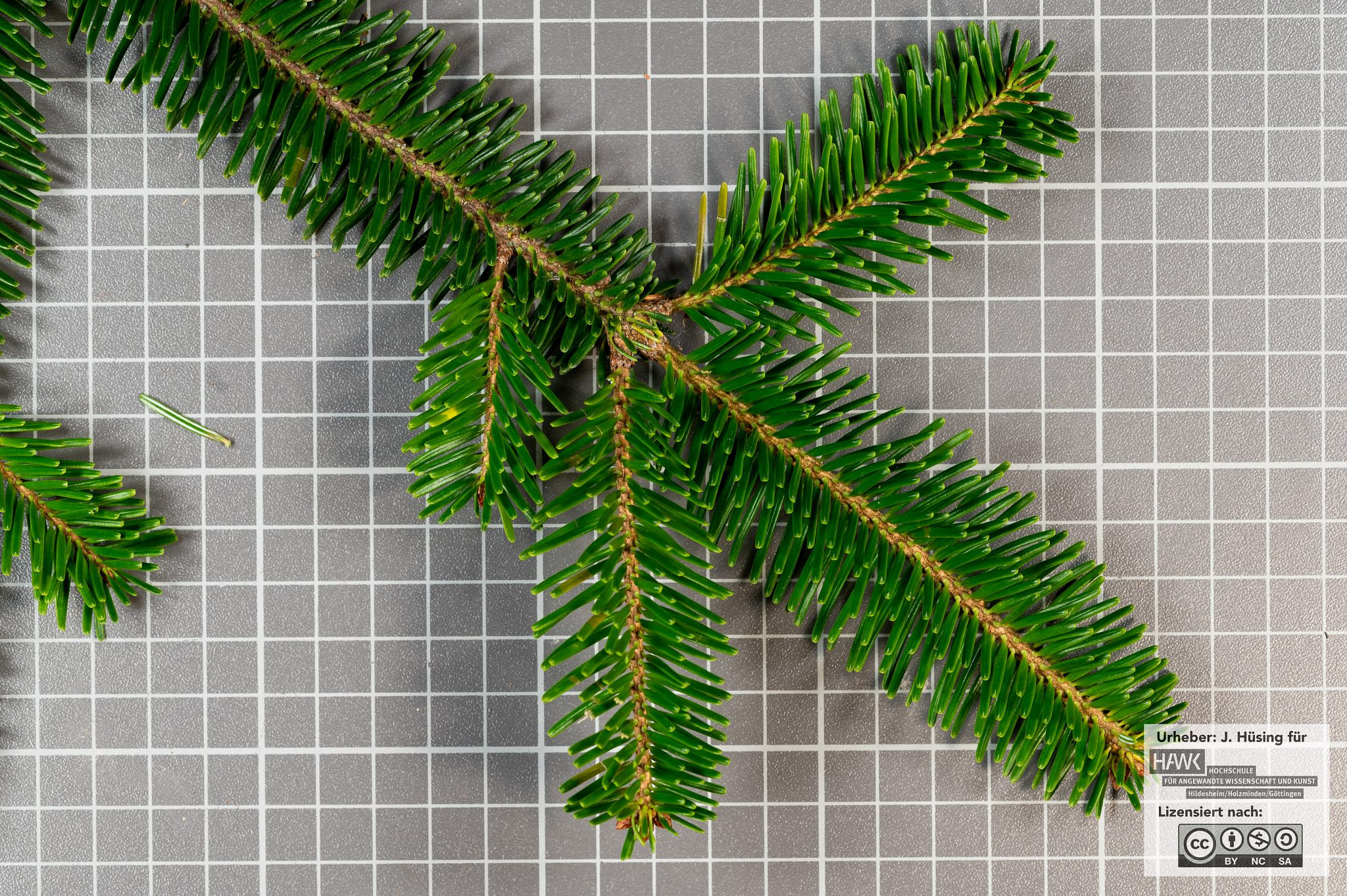 Unsere Bäume - Die Weißtanne (Abies alba) - Forst erklärt