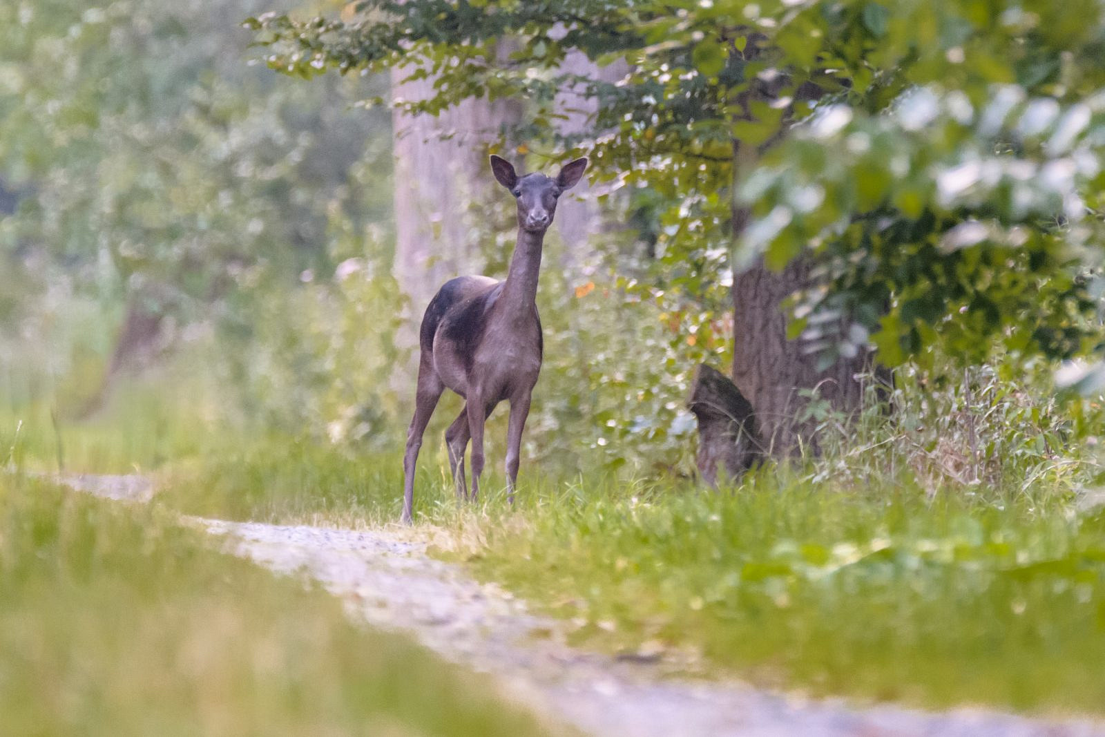 Unser Wild: Das Damwild - Forst erklärt