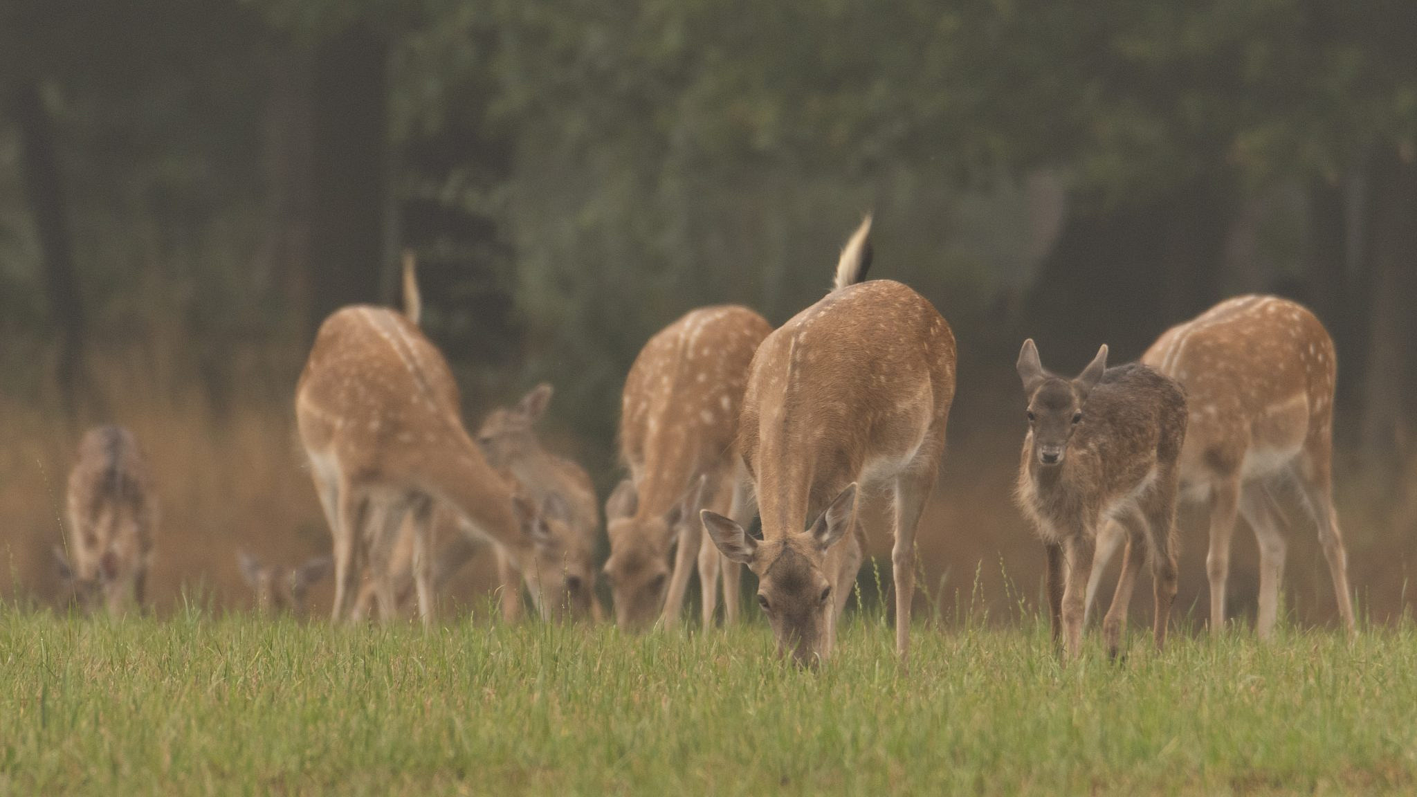 Unser Wild: Das Damwild - Forst erklärt
