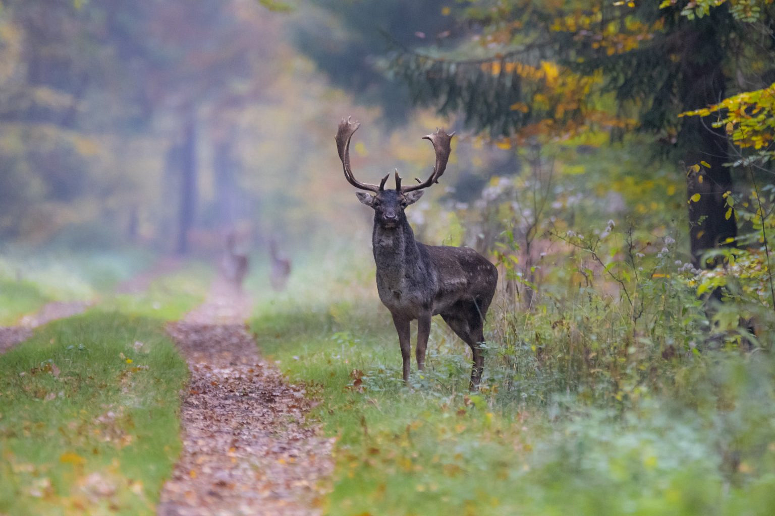 Unser Wild: Das Damwild - Forst erklärt