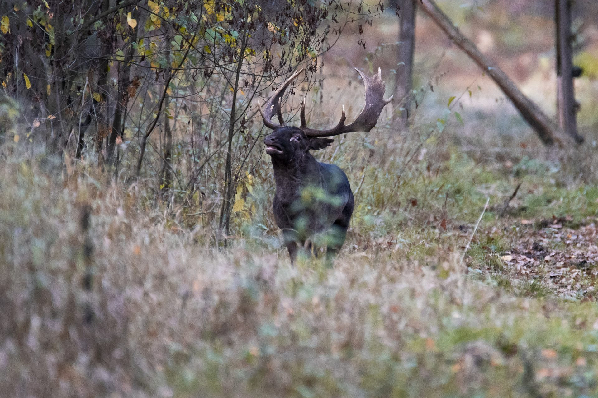 Unser Wild: Das Damwild - Forst erklärt