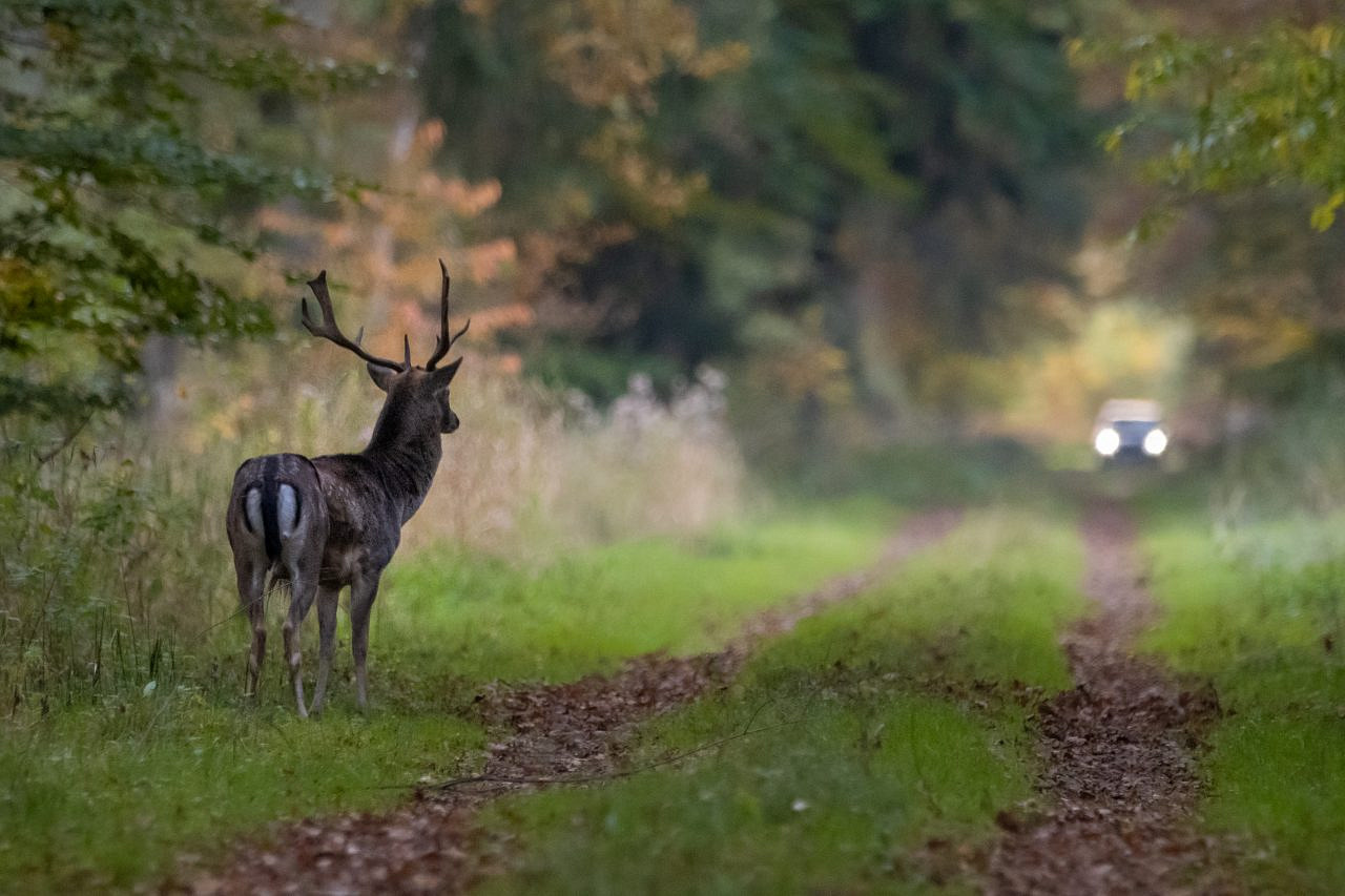 Unser Wild: Das Damwild - Forst erklärt