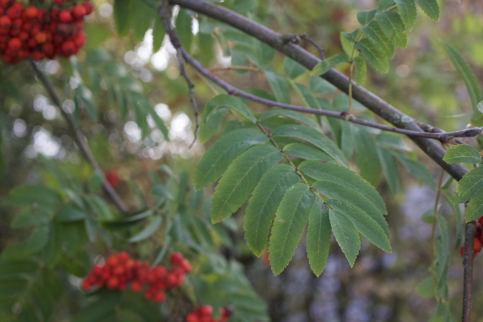Unsere Bäume - Die Vogelbeere (Sorbus aucuparia) - Forst erklärt
