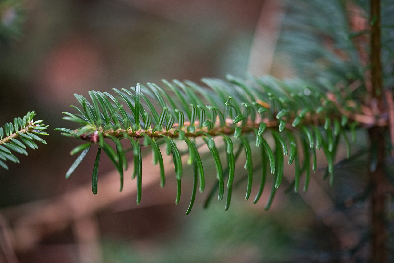 Unsere Bäume - Die Weißtanne (Abies alba) - Forst erklärt