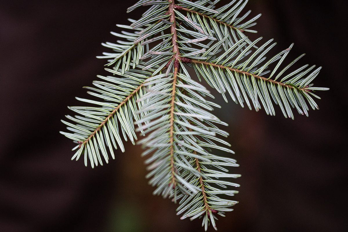 Unsere Bäume - Die Weißtanne (Abies alba) - Forst erklärt