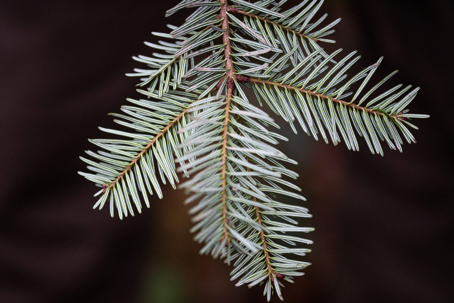 Unsere Bäume - Die Weißtanne (Abies alba) - Forst erklärt