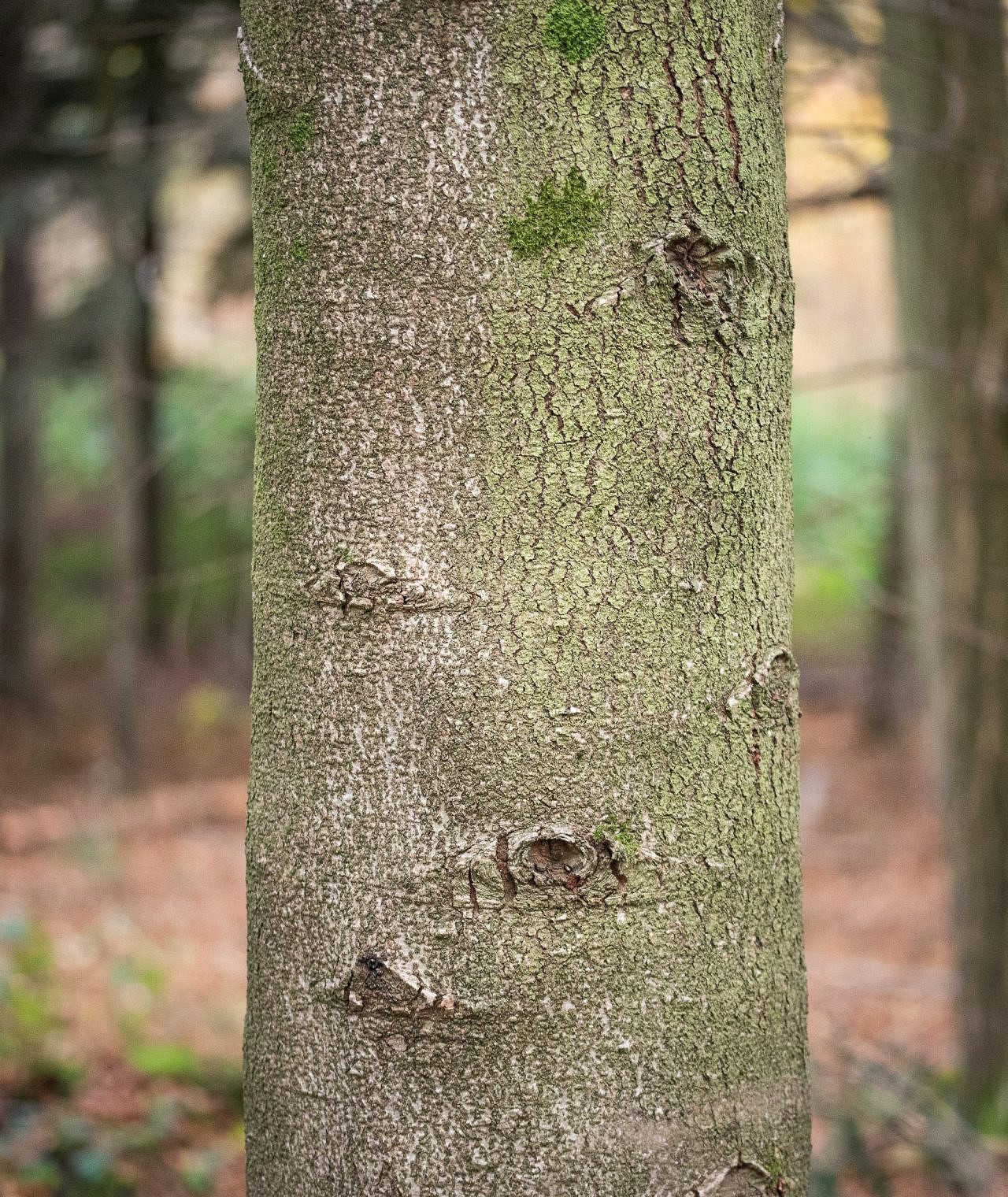 Unsere Bäume - Die Weißtanne (Abies alba) - Forst erklärt