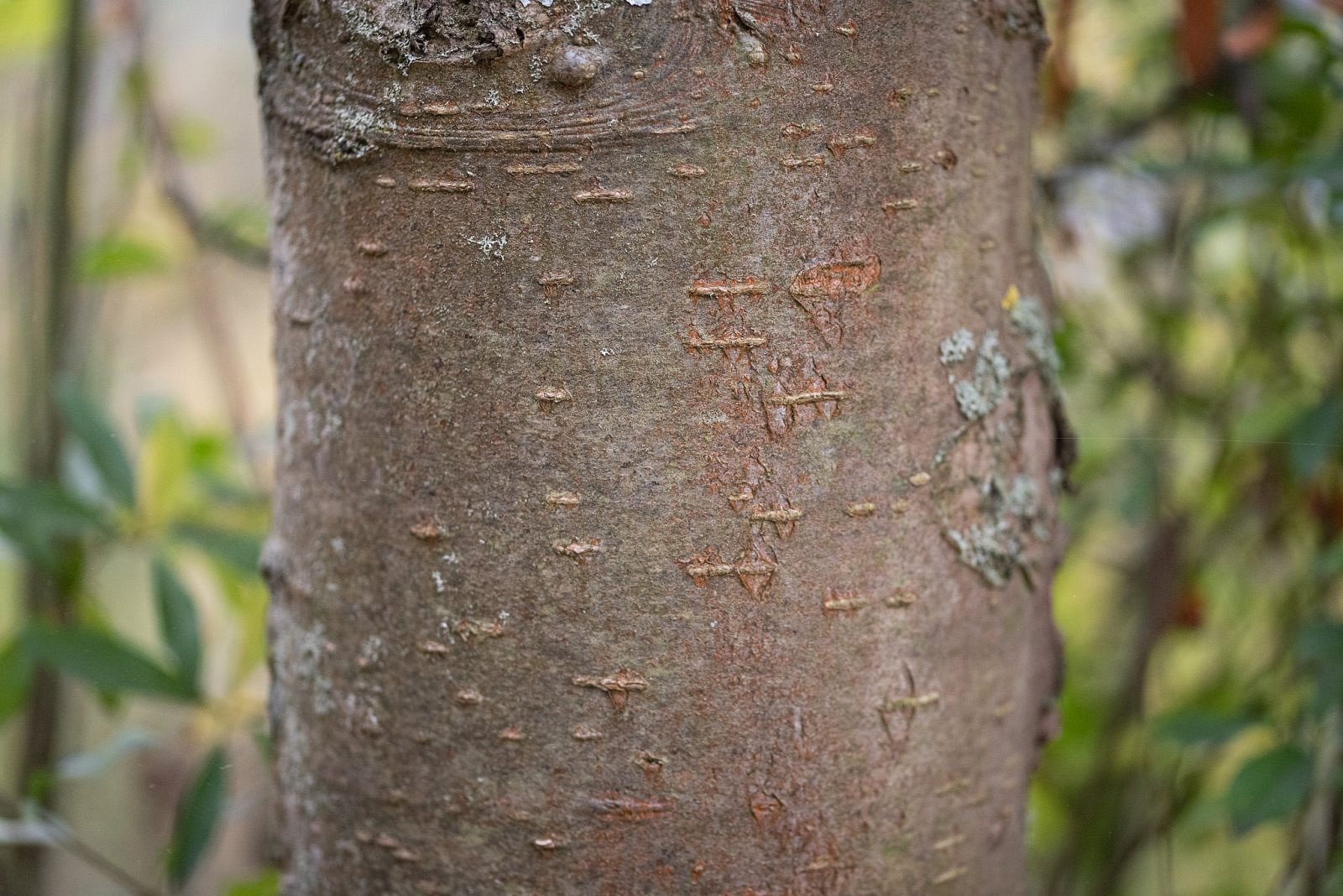 Unsere Bäume - Die Vogelbeere (Sorbus aucuparia) - Forst erklärt