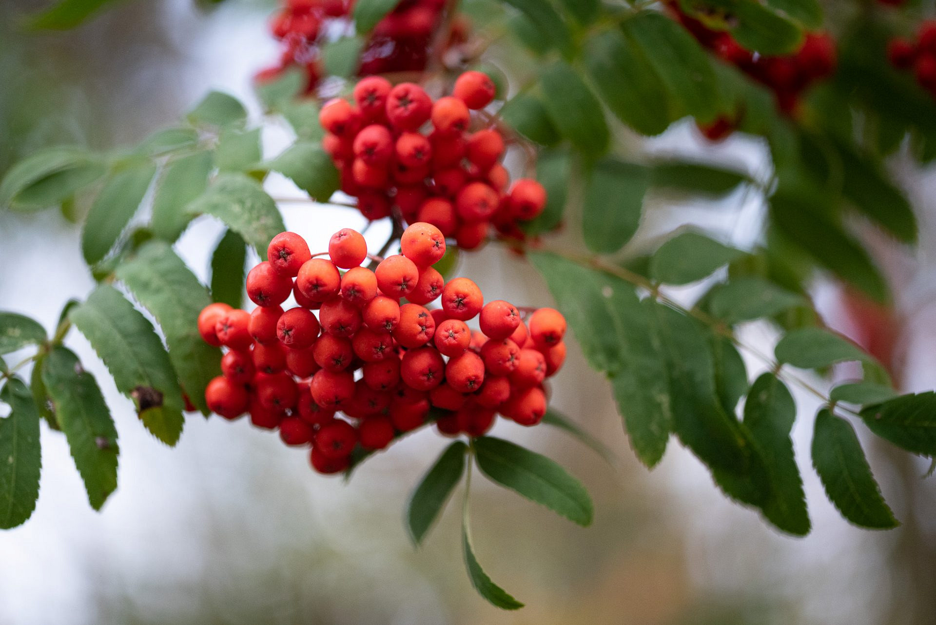 Unsere Bäume - Die Vogelbeere (Sorbus aucuparia) - Forst erklärt
